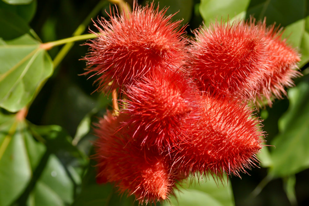 Colorante Urucum: uno de los colorantes naturales más importantes para ...