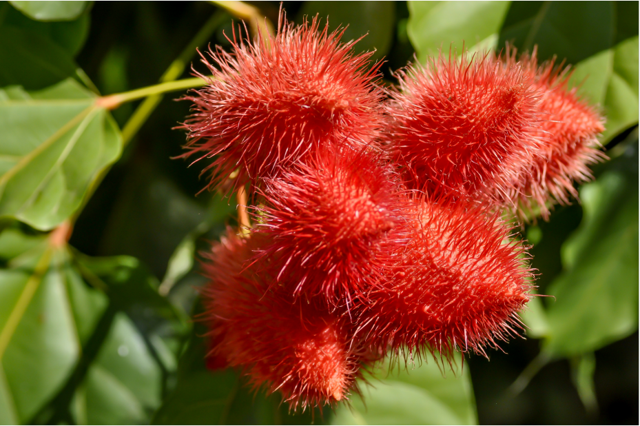 Colorante Urucum: uno de los colorantes naturales más importantes para ...
